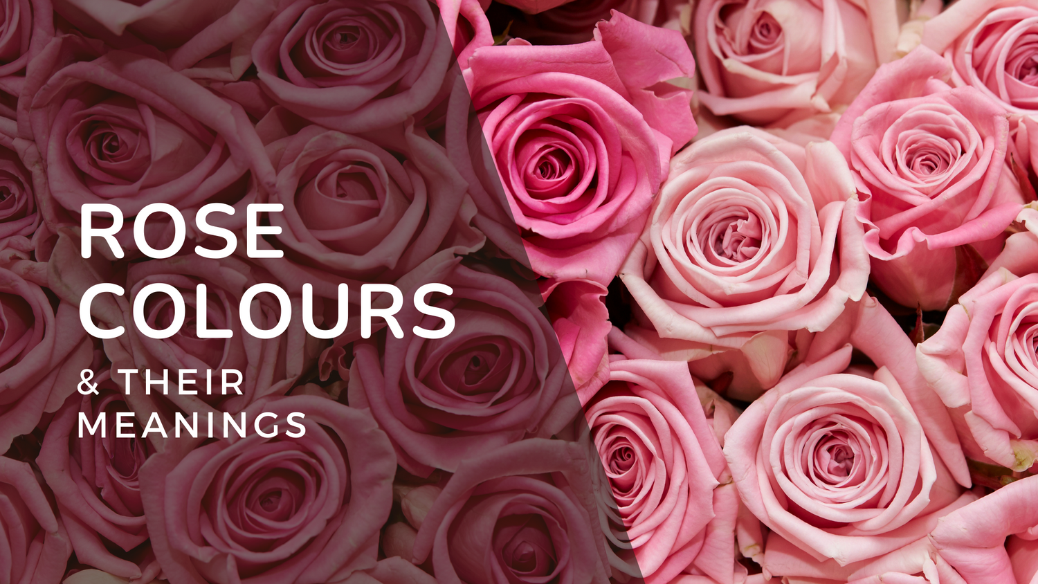 Rose Colours & Their Meanings | Choose The Right Colours – Roses Only ...